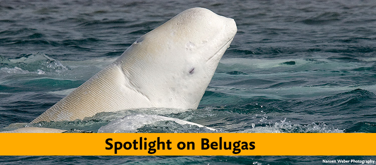 Heaven Publicity Beluga Whale Scientist Returns To Arctic Watch Summer ...